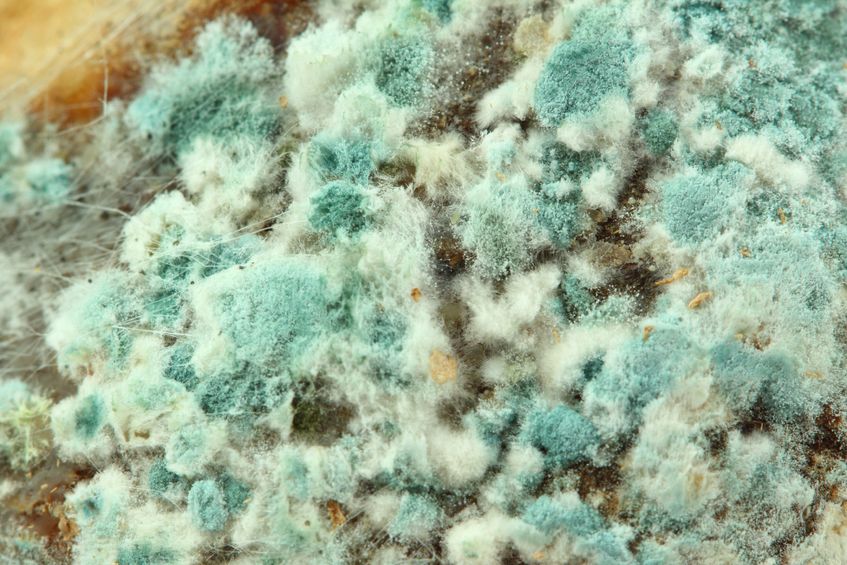 Chronic Mold Exposure: Testing for Chronic Inflammatory Response